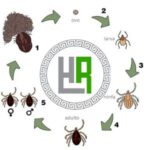 Entendendo os carrapatos e seu ciclo de vida - Huser - Dedetização e ...